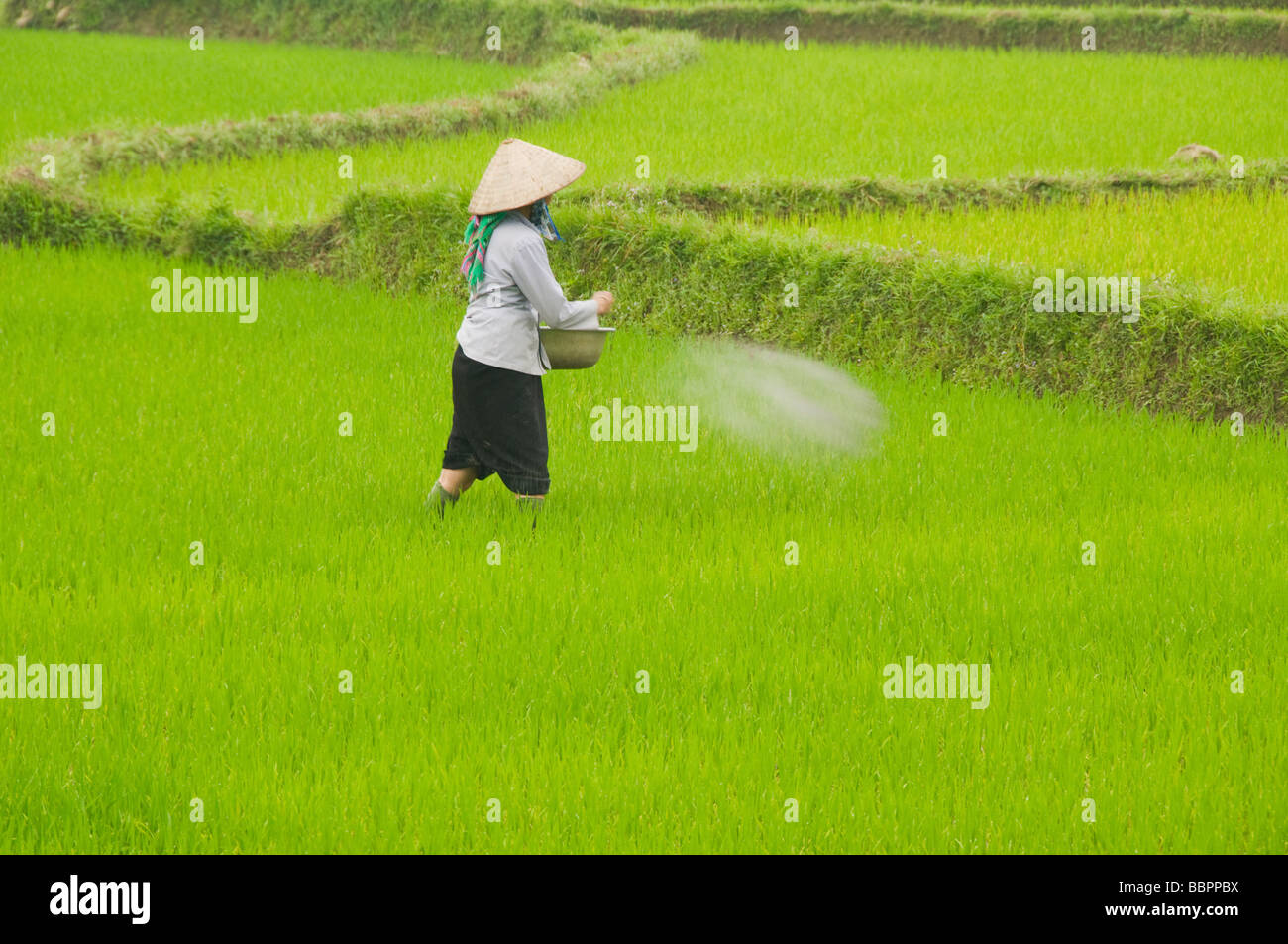 farmer fertilizing the rice fields near Sapa Vietnam Stock Photo - Alamy