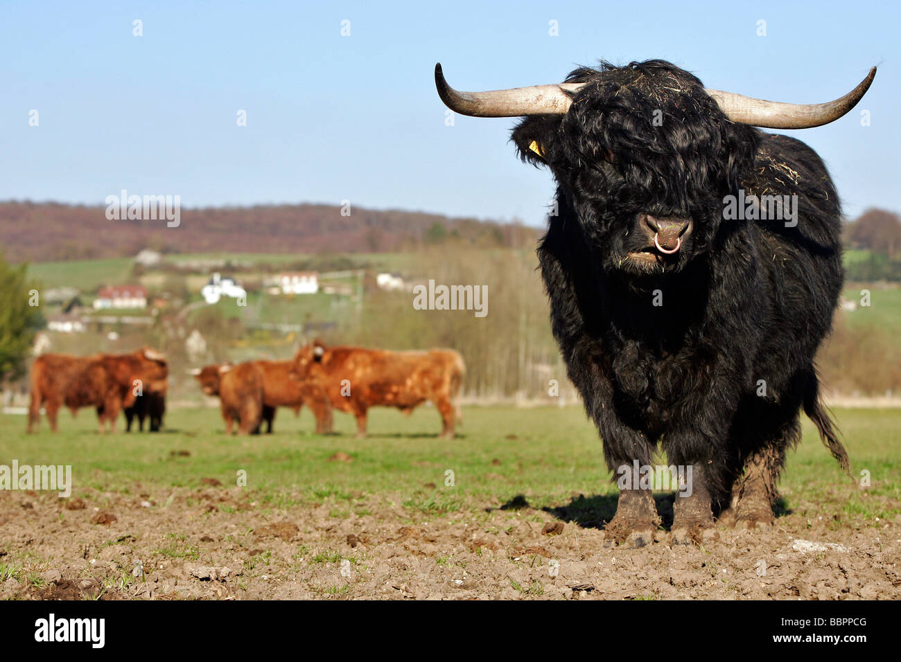 HIGHLAND BULL AND COW, ORIGINATING FROM SCOTLAND Stock Photo - Alamy