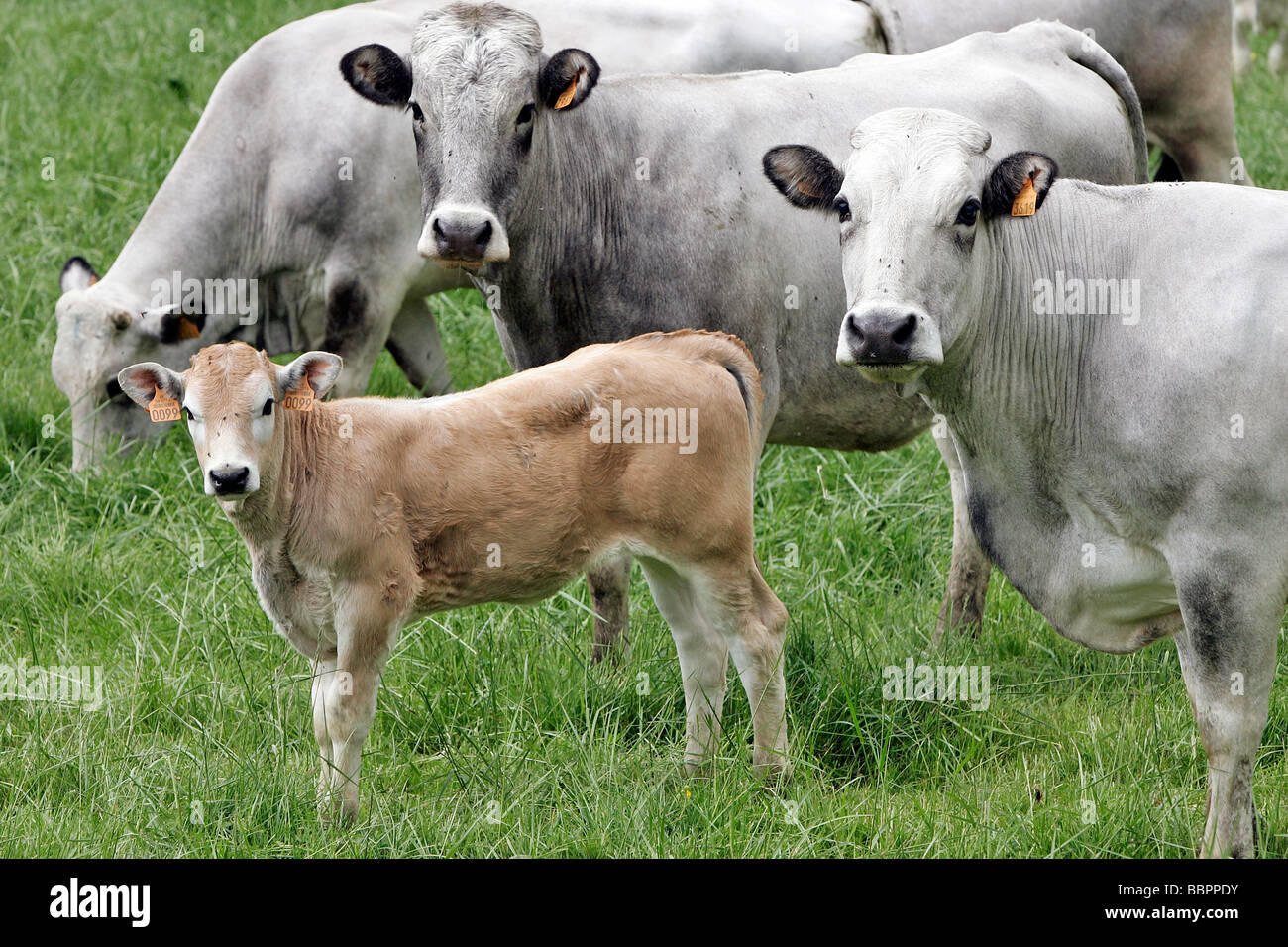 Gascon cattle hi-res stock photography and images - Alamy