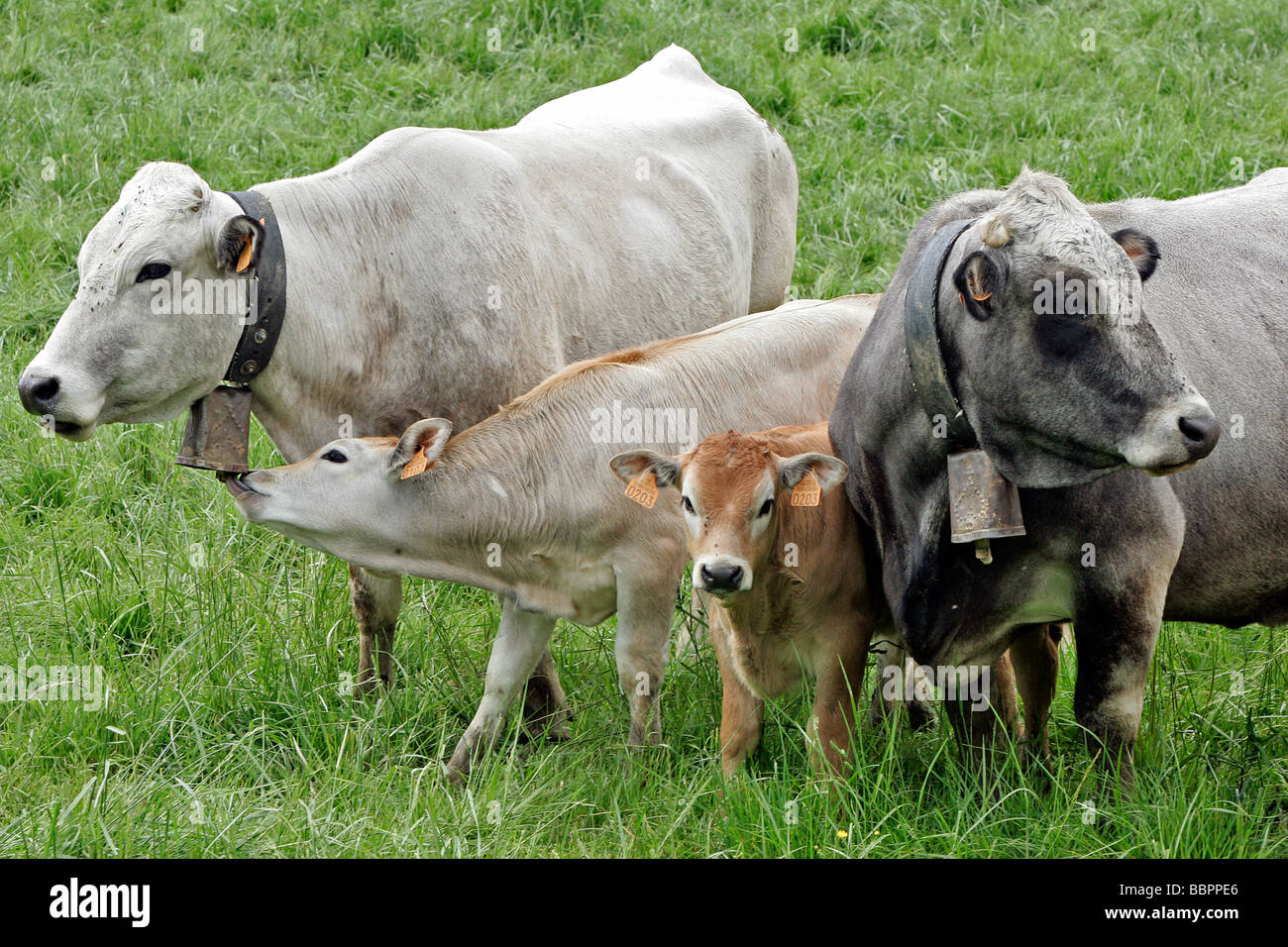 Gascon cattle hi-res stock photography and images - Alamy