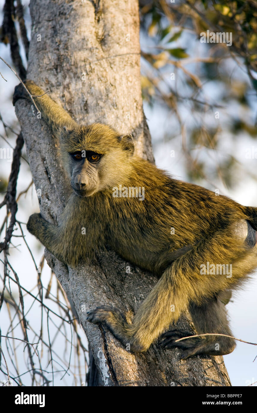 Baboon climbing tree - Masai Mara National Reserve, Kenya Stock Photo ...