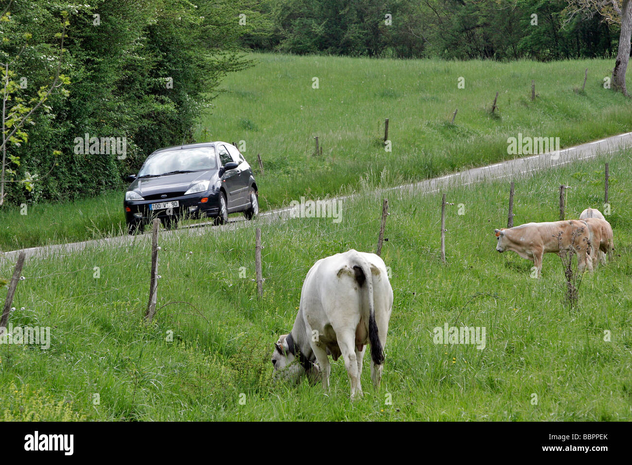 GASCON BROOD COW AND CALVES BY THE ROADSIDE, ARIEGE (09), FRANCE Stock ...