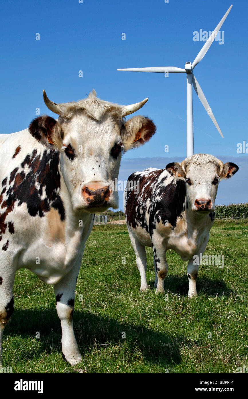 HERD OF NORMANDY COWS IN FRONT OF THE WIND TURBINES, PLATEAU OF FECAMP ...