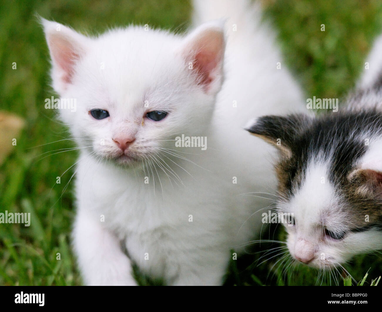 Kittens playing outside in the grass Stock Photo - Alamy