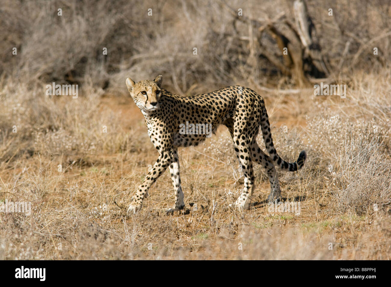 Young cheetah walking - Samburu National Reserve, Kenya Stock Photo - Alamy