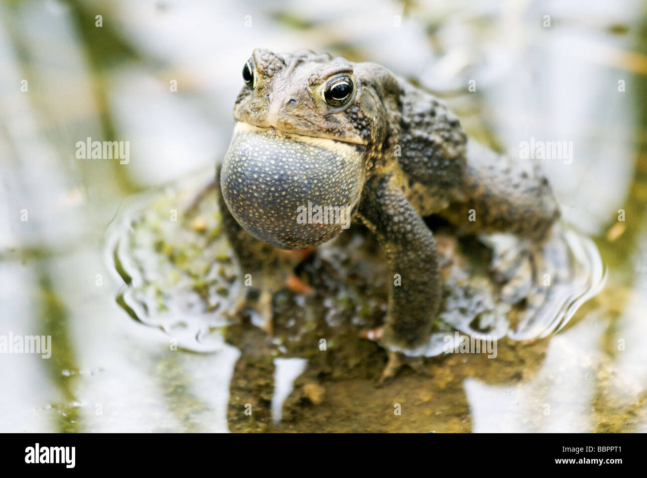 Toad lily pad hi-res stock photography and images - Alamy