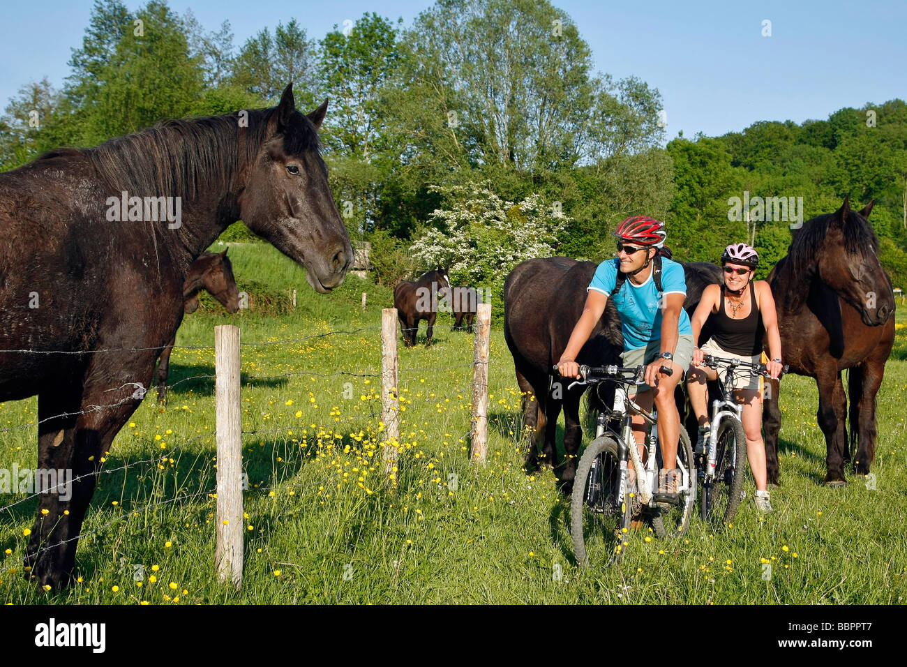 Perche horse hi-res stock photography and images - Alamy