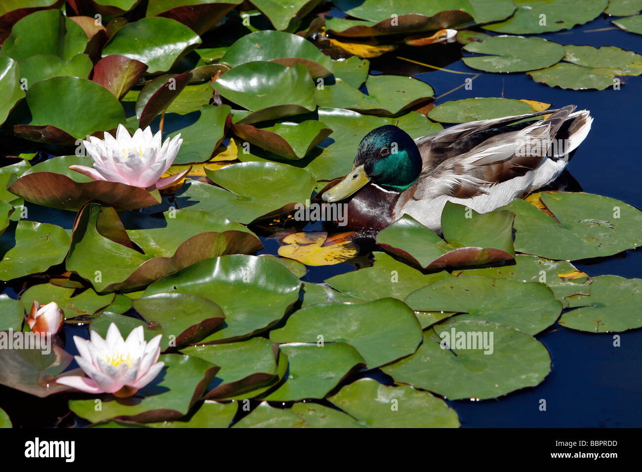 DUCK AMONGST THE WATER LILIES IN A FOUNTAIN IN THE GARDENS OF THE ...