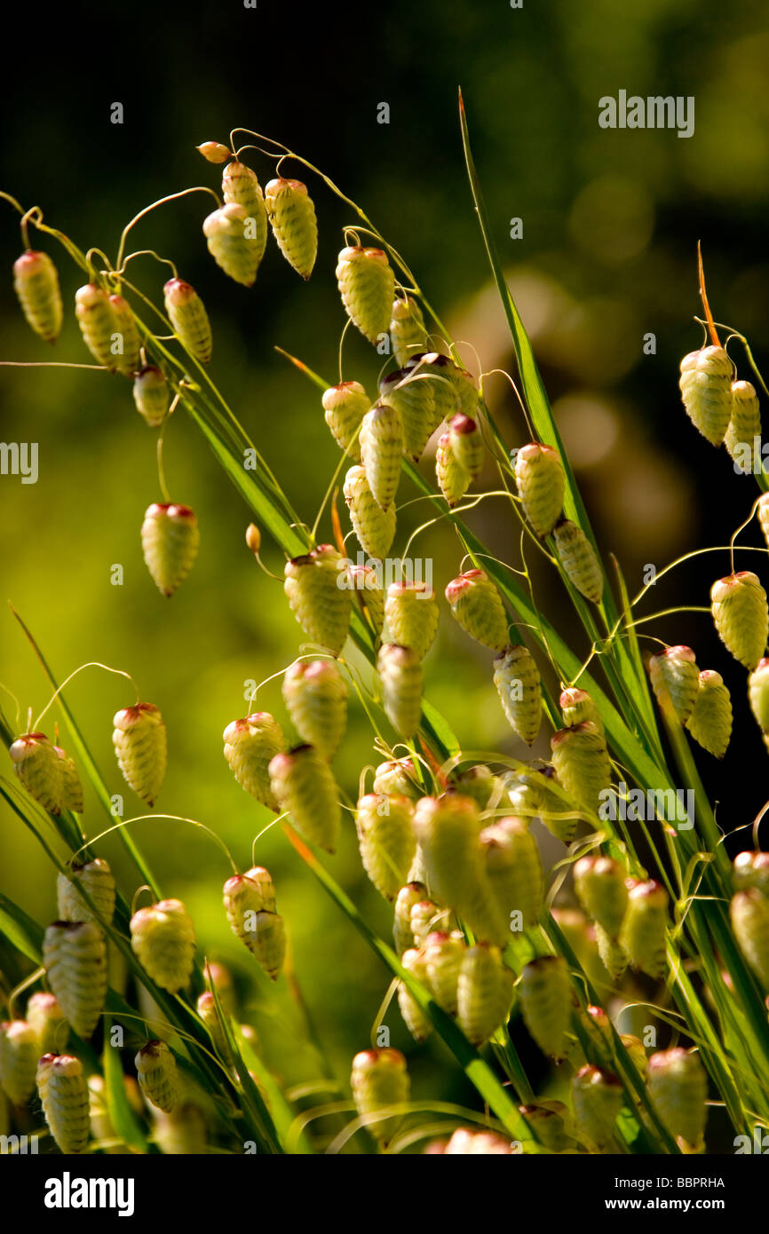 Briza media quaking grass hi-res stock photography and images - Alamy