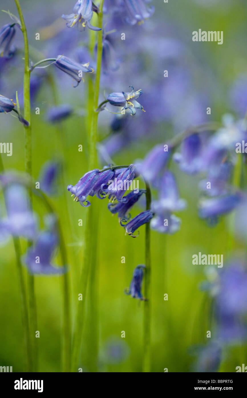 Blue bell macro english england woodland nature green blur flower hi ...