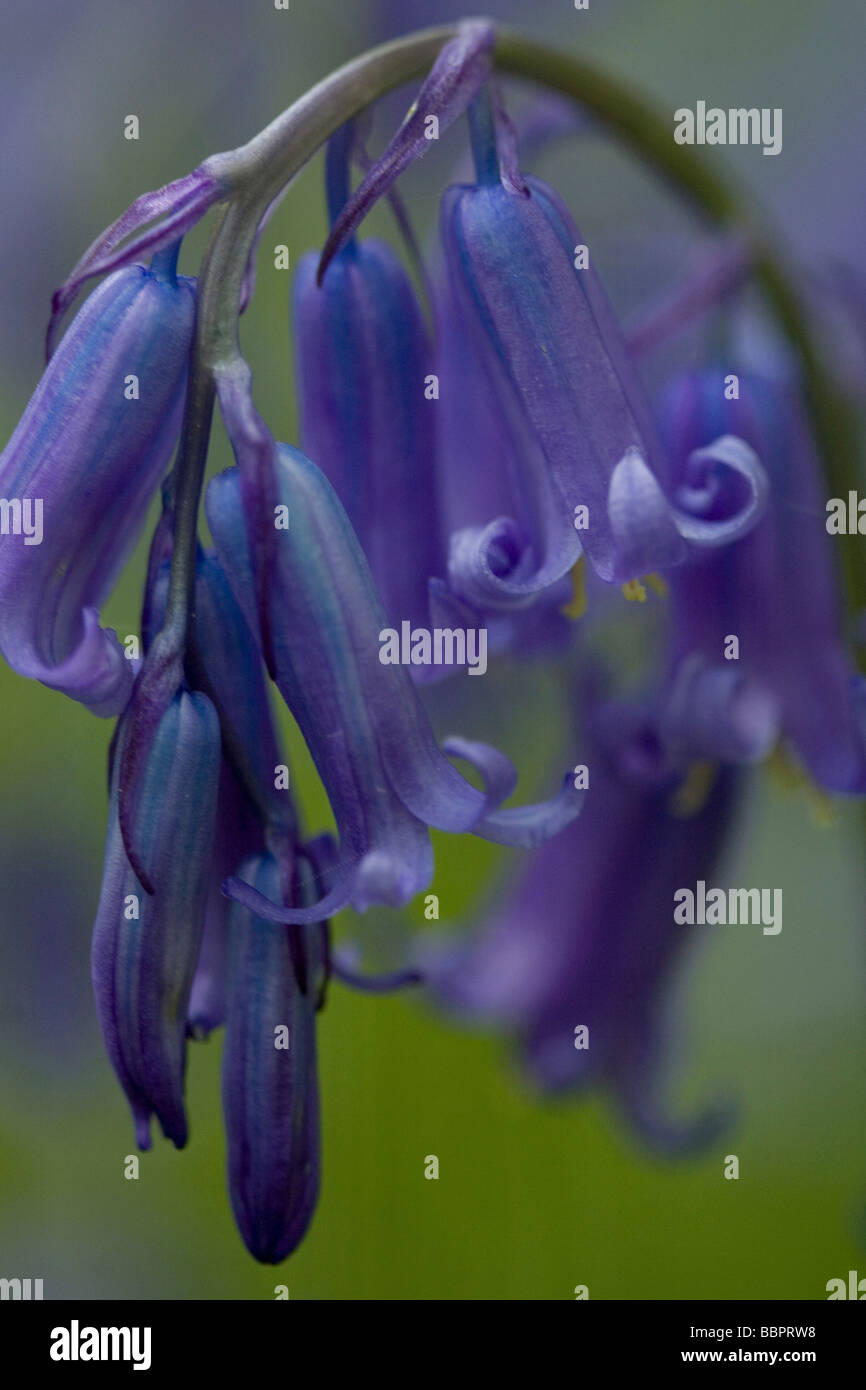 Blue bell macro english england woodland nature green blur flower hi ...