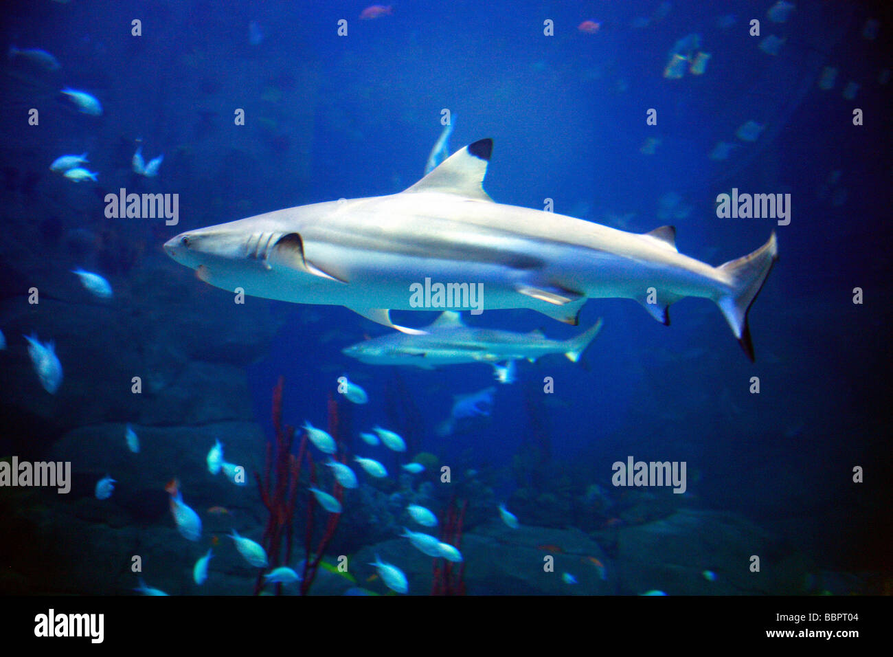 Sharks and fish Stock Photo - Alamy