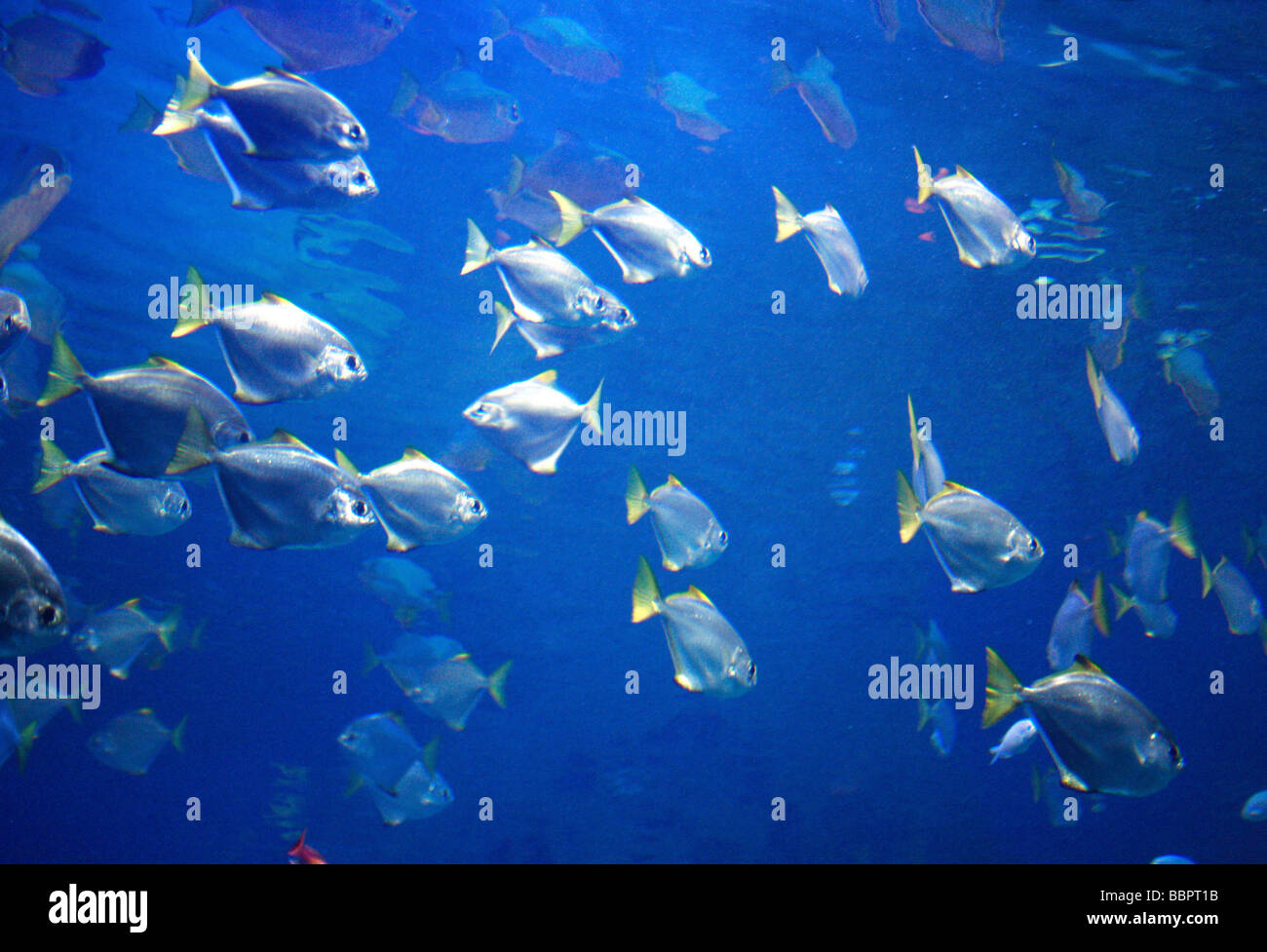 Fish swimming group hi-res stock photography and images - Alamy