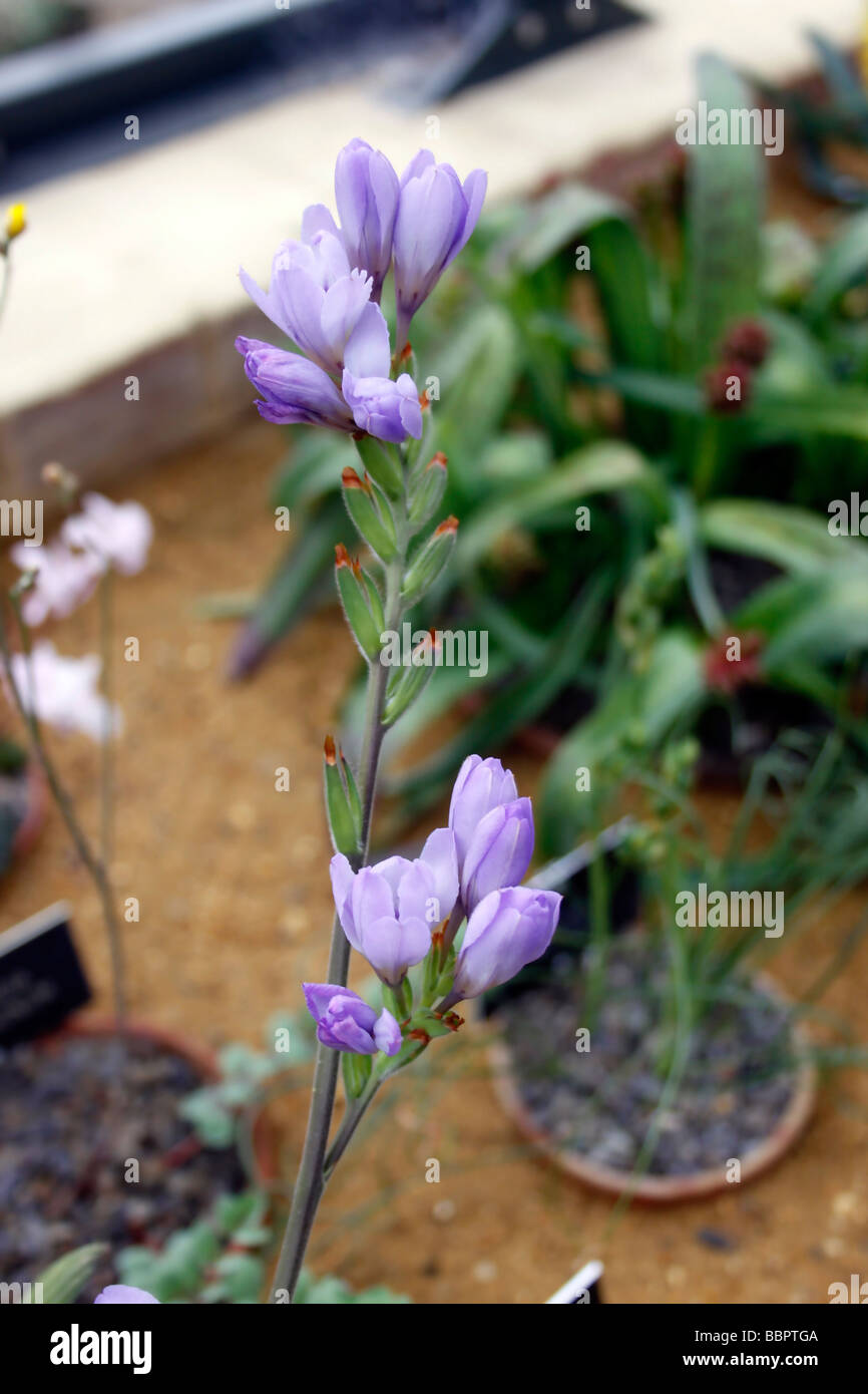 Containerised iris flowering alpine plant hi-res stock photography and ...