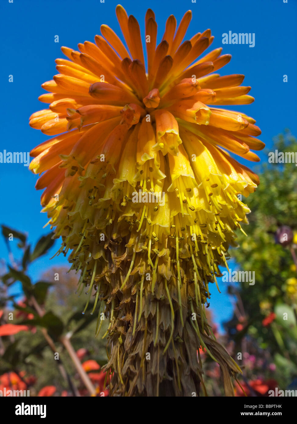 Red hot poker torch lily hi-res stock photography and images - Alamy