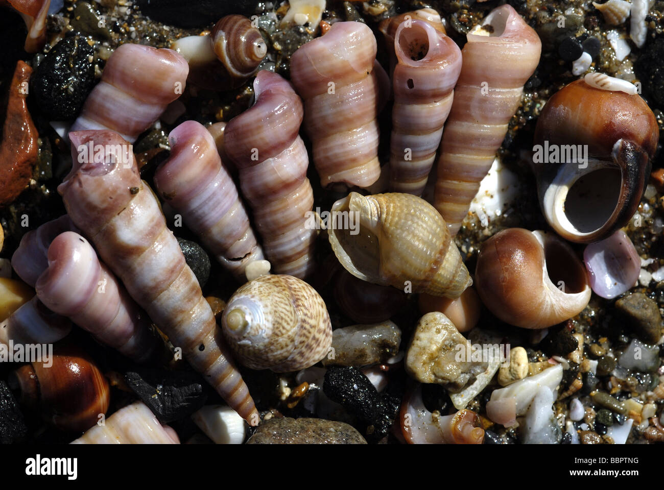 Common Tower Shell Stock Photo - Alamy