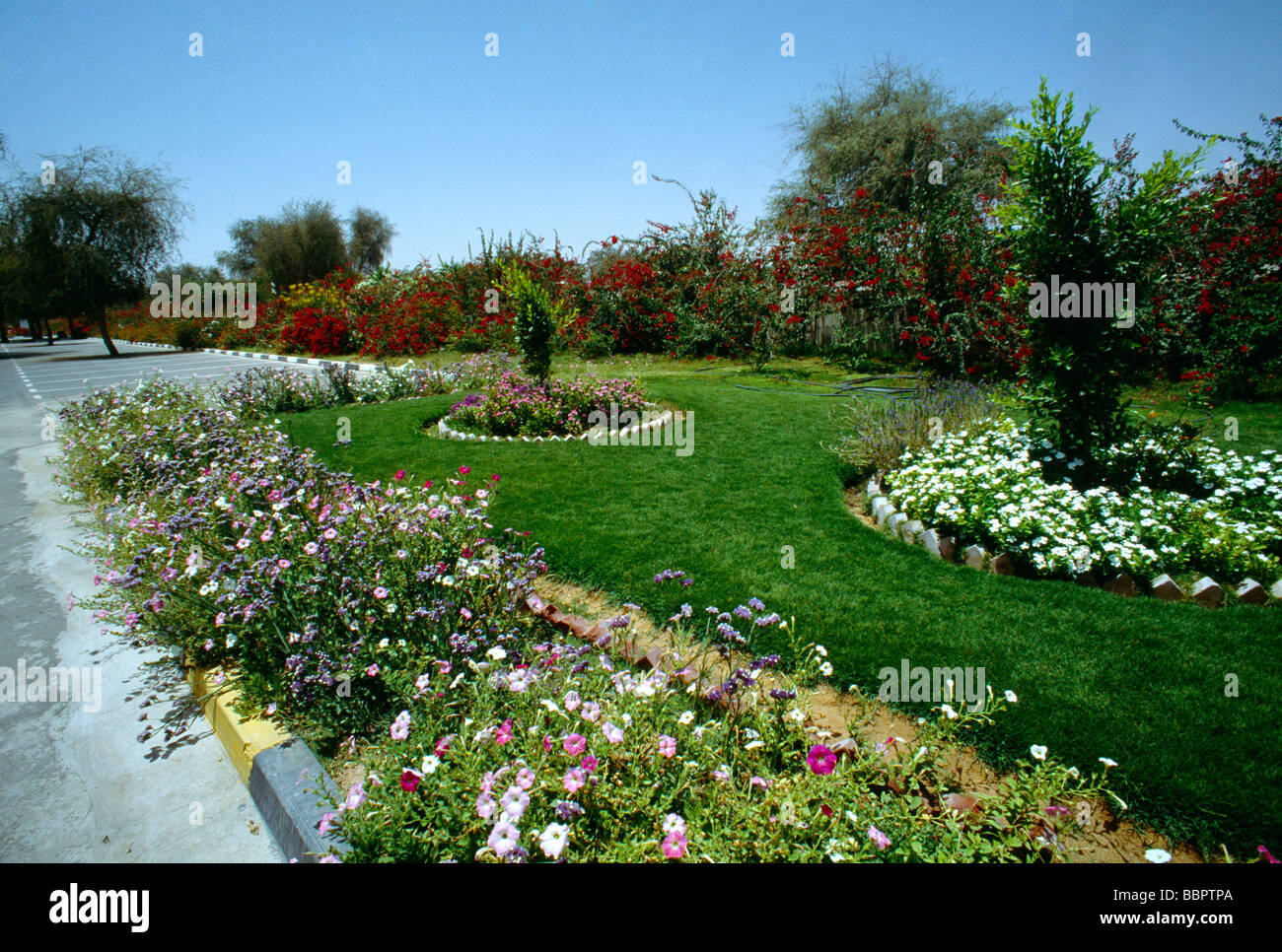 Saqr hi-res stock photography and images - Alamy