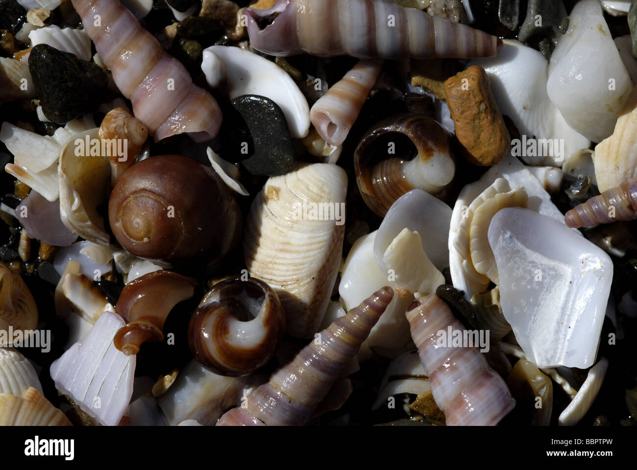 Common Tower Shell Stock Photo - Alamy
