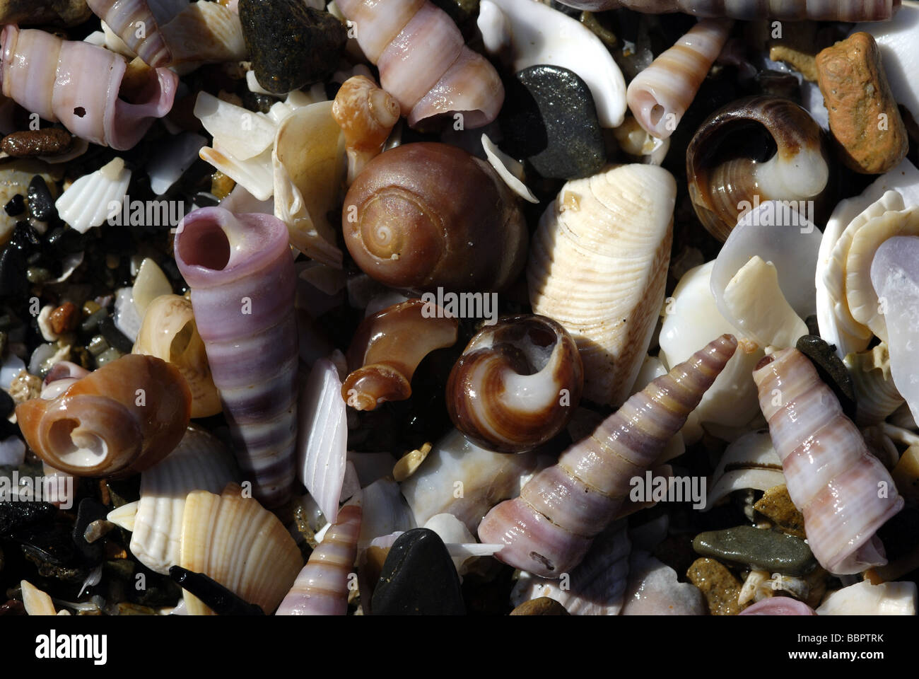 Common Tower Shell Stock Photo - Alamy