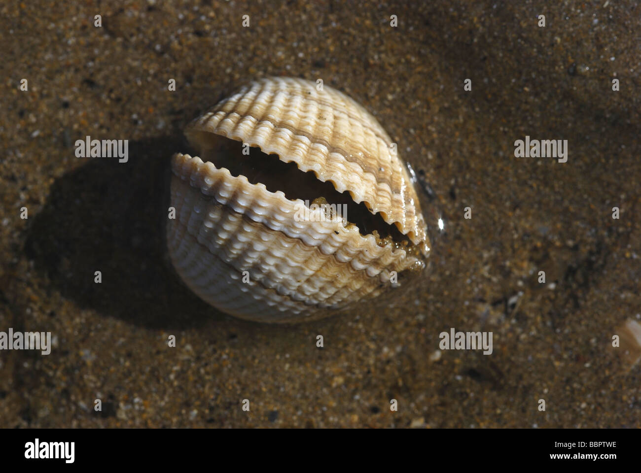 Common Cockle shell Stock Photo - Alamy