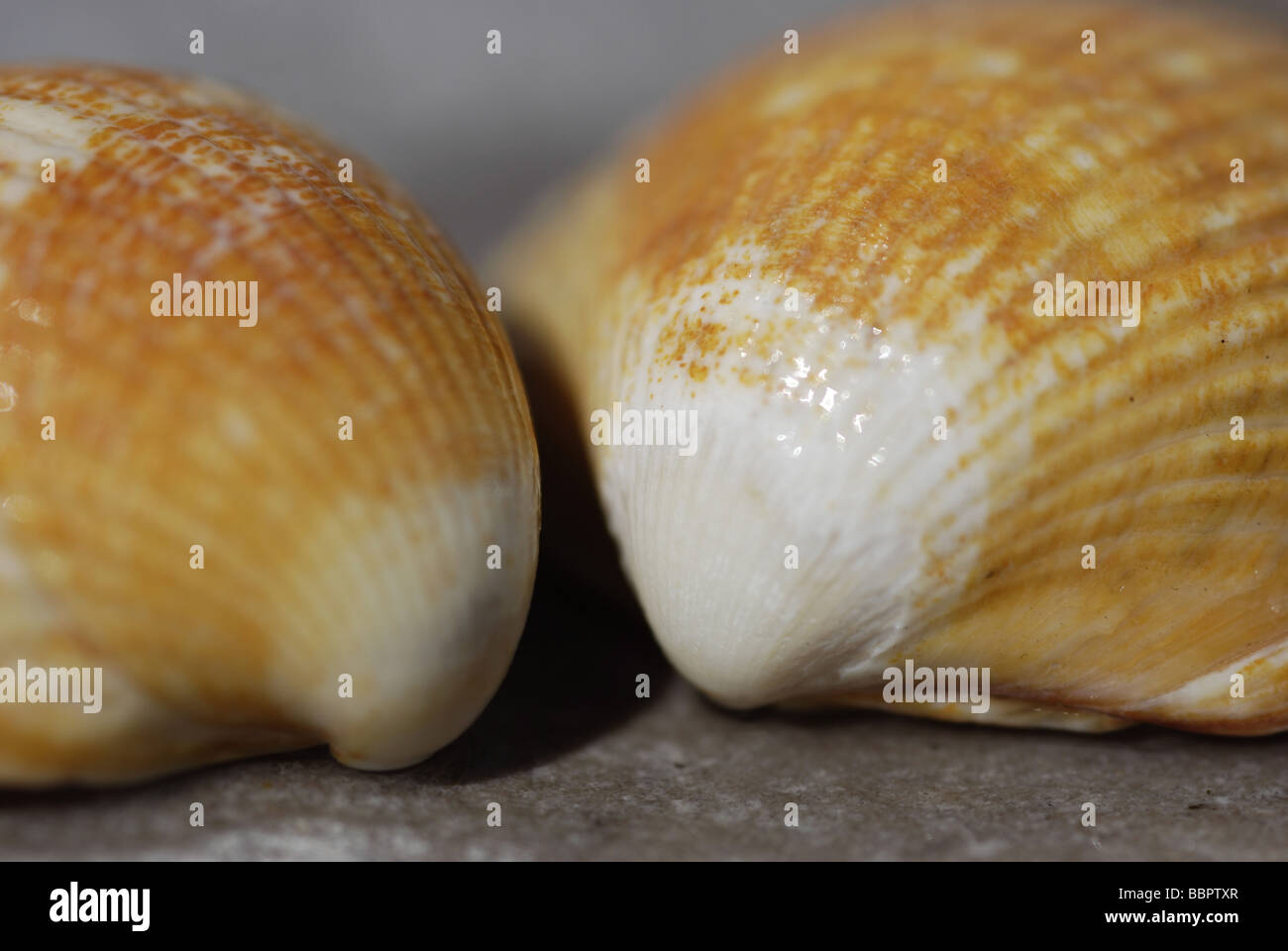 Cockle shell hi-res stock photography and images - Alamy