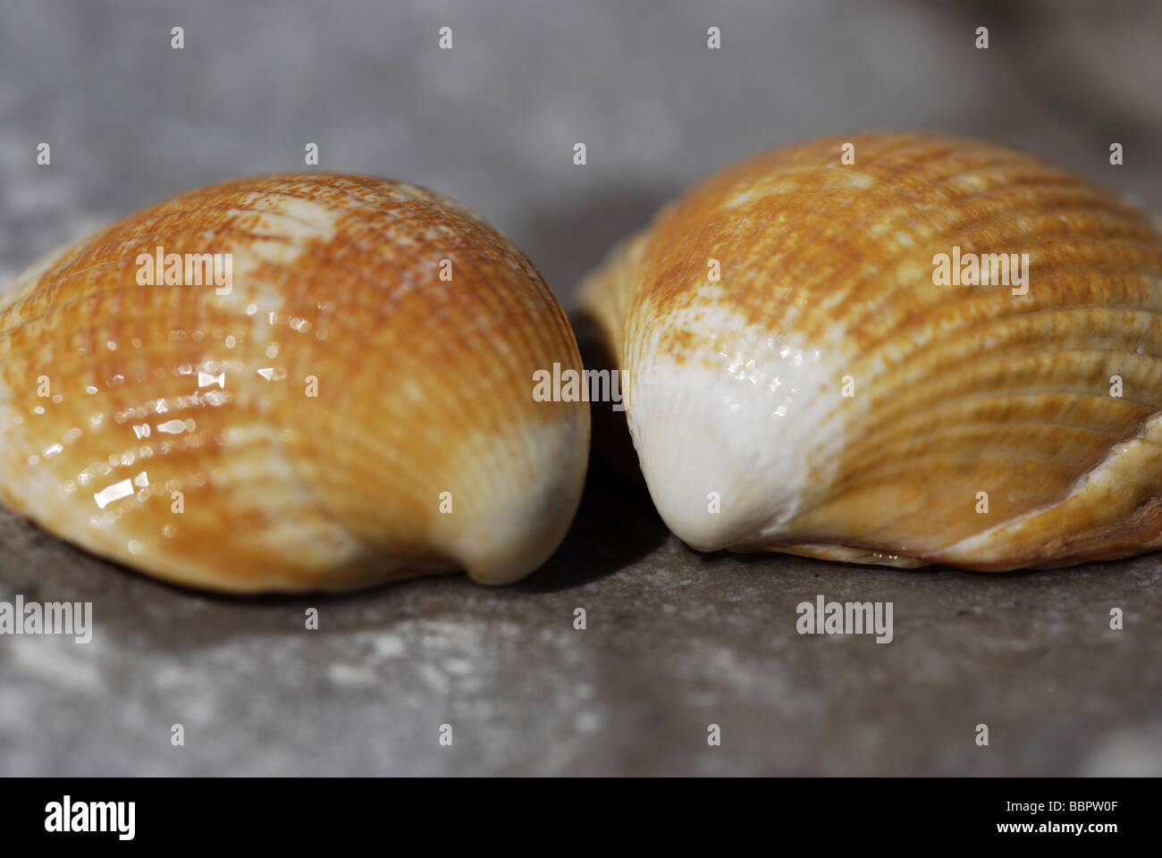Cockle shell hi-res stock photography and images - Alamy