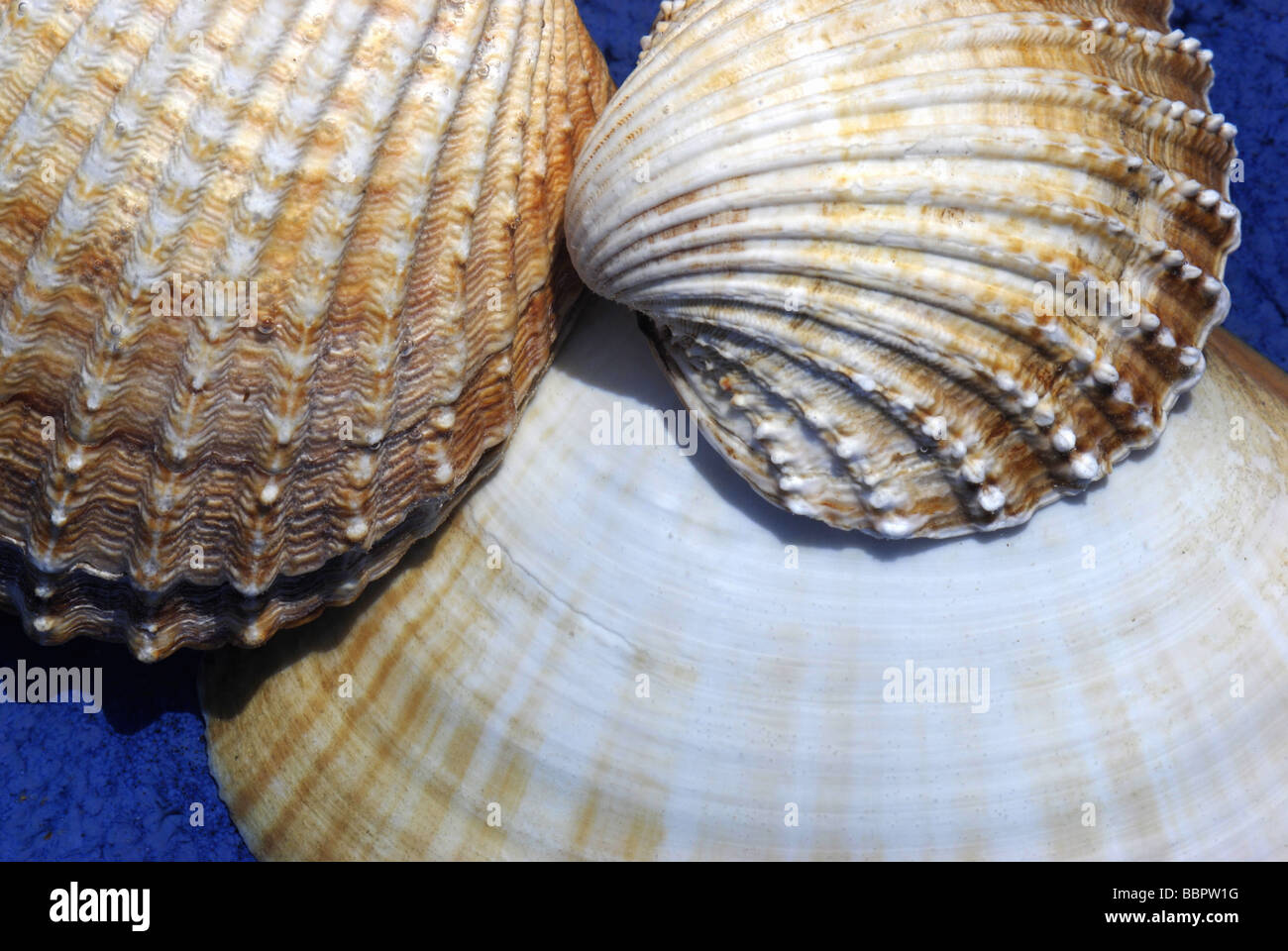 Underwater beach shells Stock Photo - Alamy