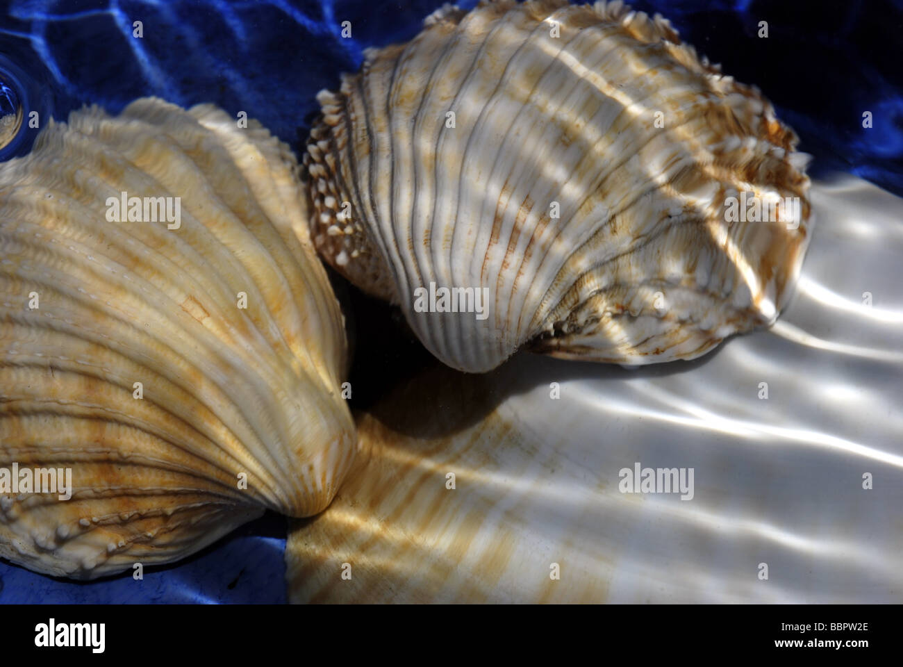 Underwater beach shells Stock Photo - Alamy