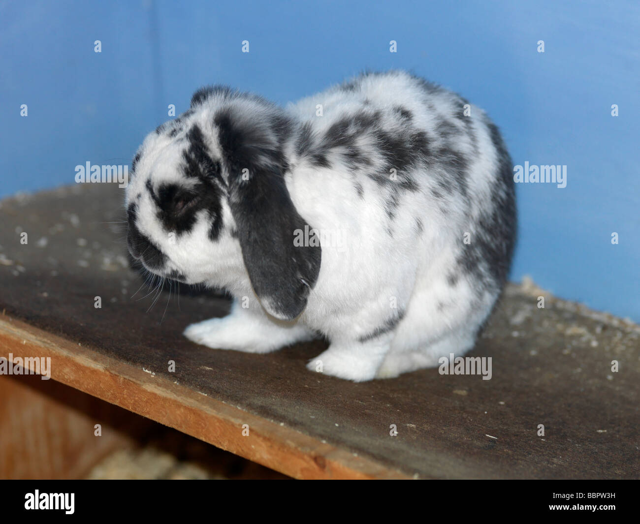 Any lop hi-res stock photography and images - Alamy