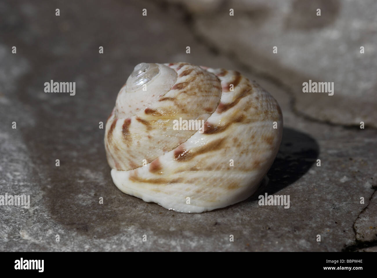 Topshell hi-res stock photography and images - Alamy