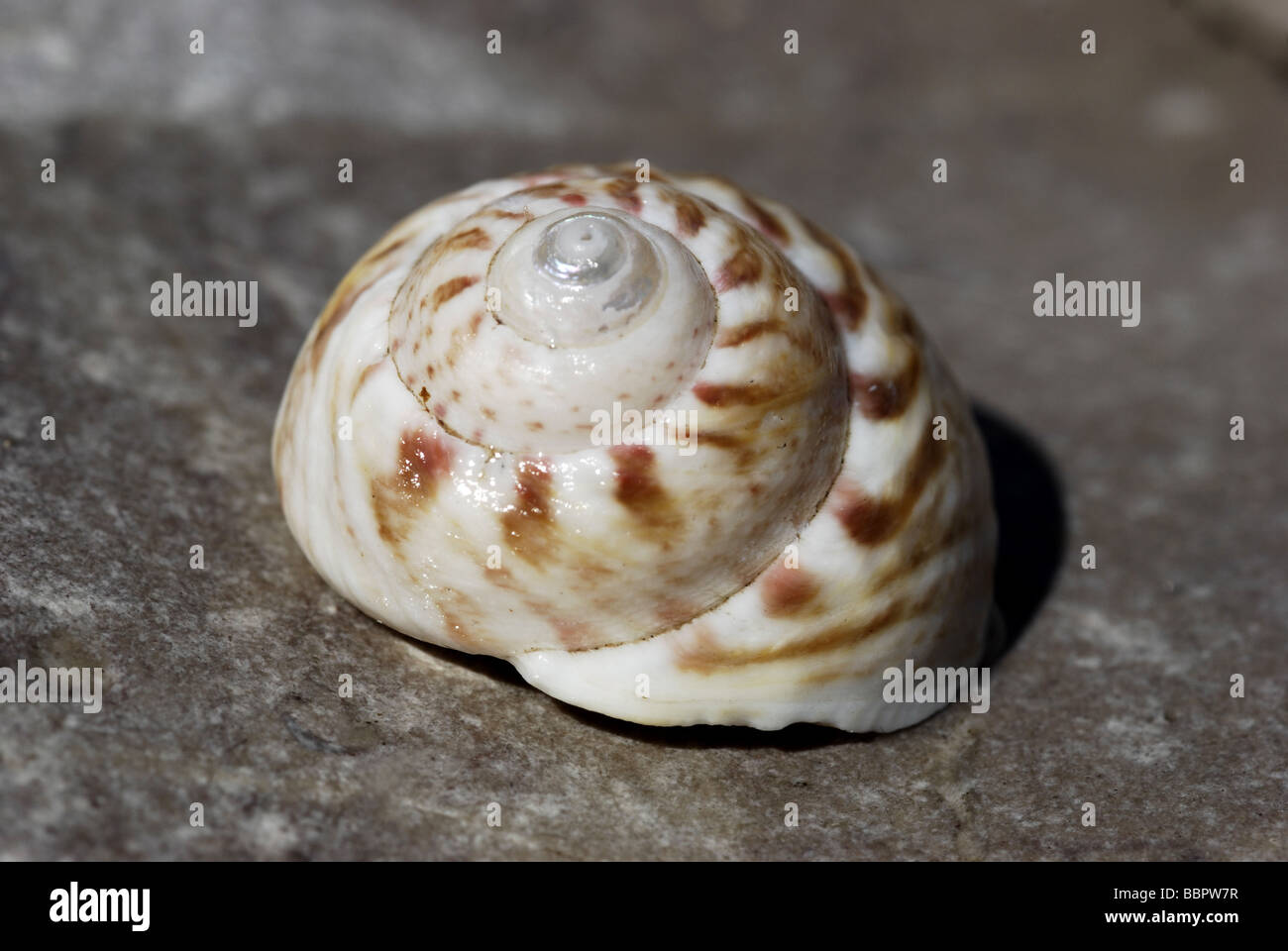 Topshell hi-res stock photography and images - Alamy