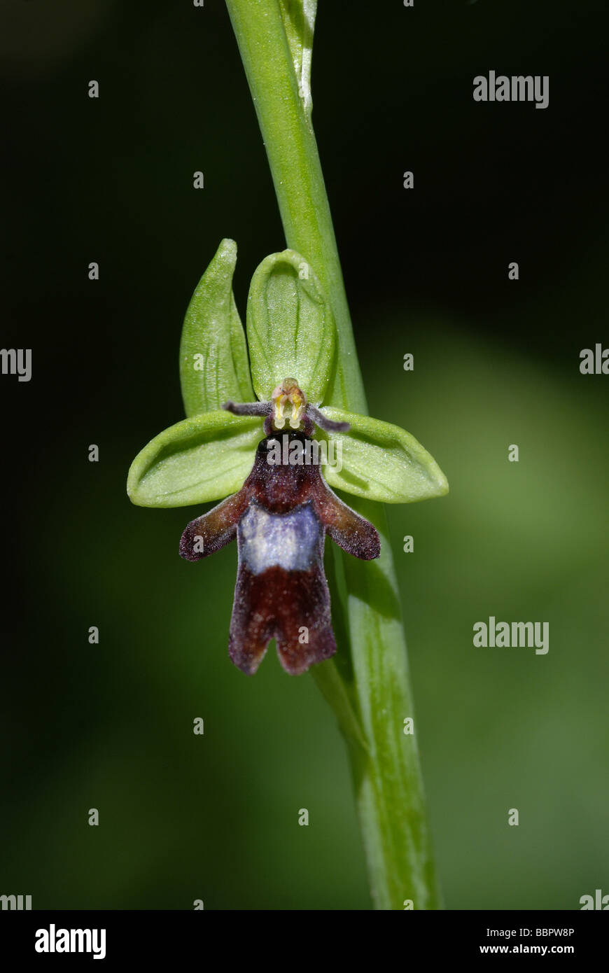 Fly orchid Ophrys insectifera Stock Photo - Alamy