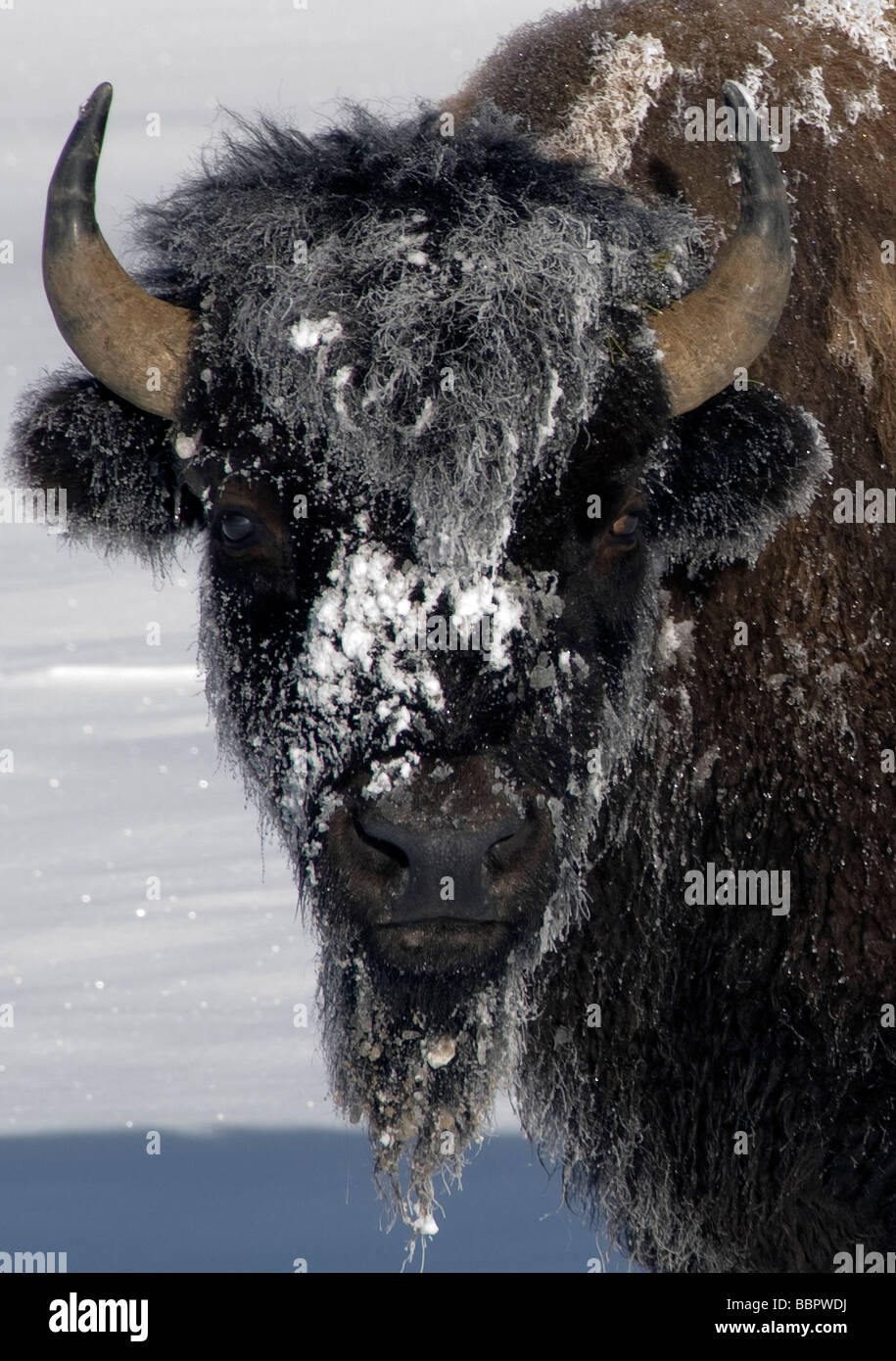 Bison with snow covered face hi-res stock photography and images - Alamy