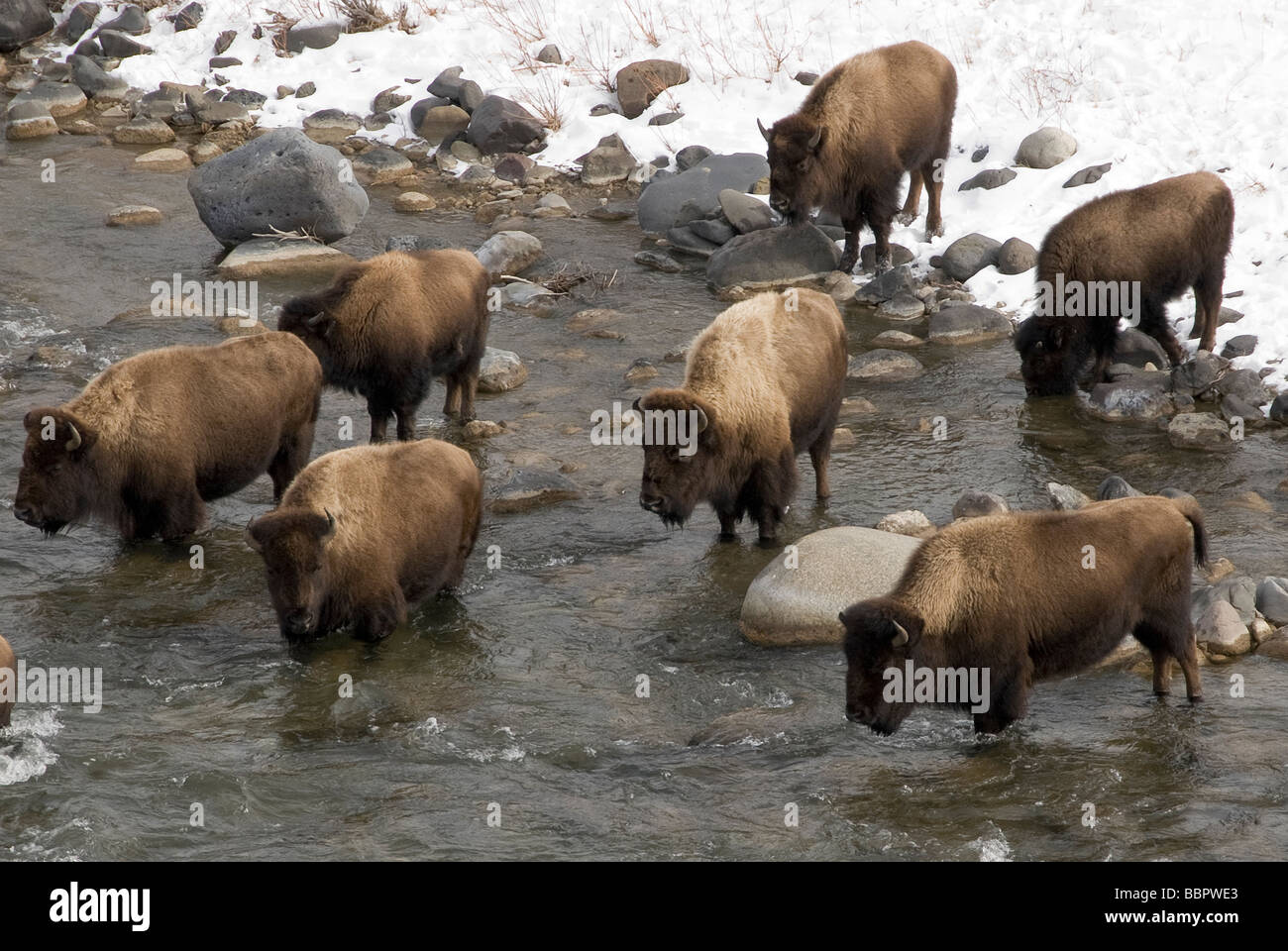 American Bison crossing Yellowstone River Bison bison Yellowstone N P ...