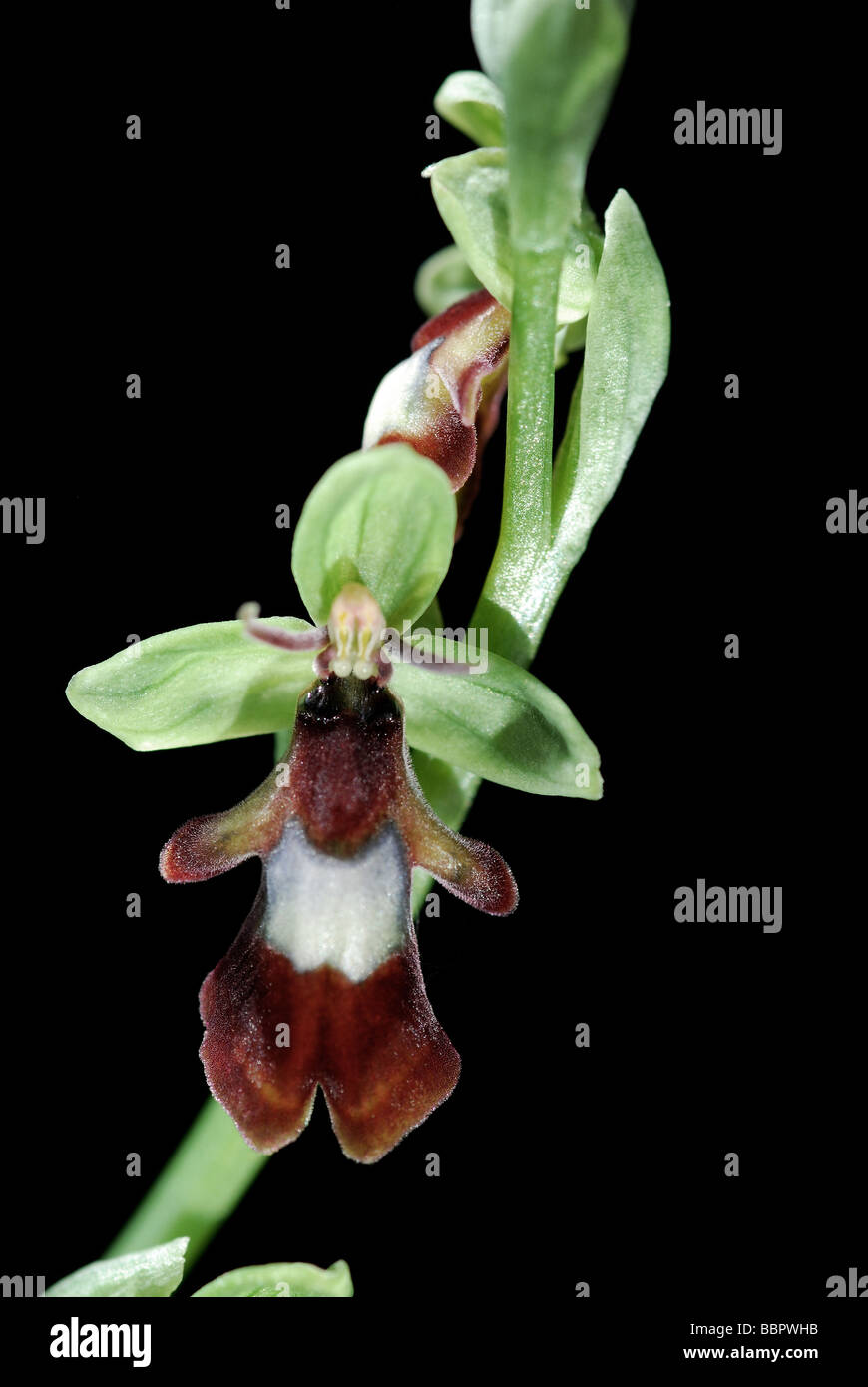 Fly orchid Ophrys insectifera Stock Photo - Alamy