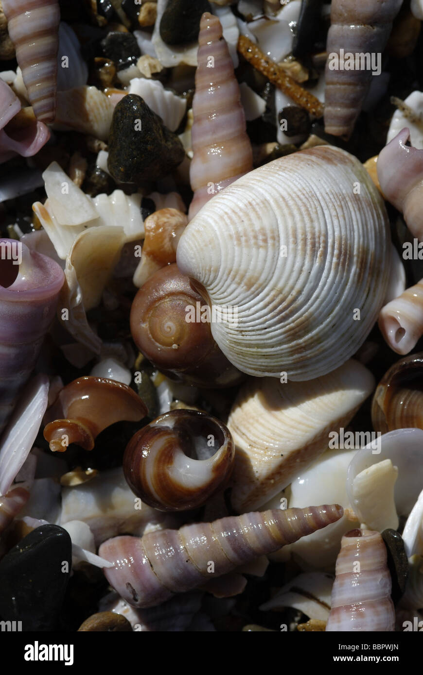 Common Tower Shell Stock Photo - Alamy