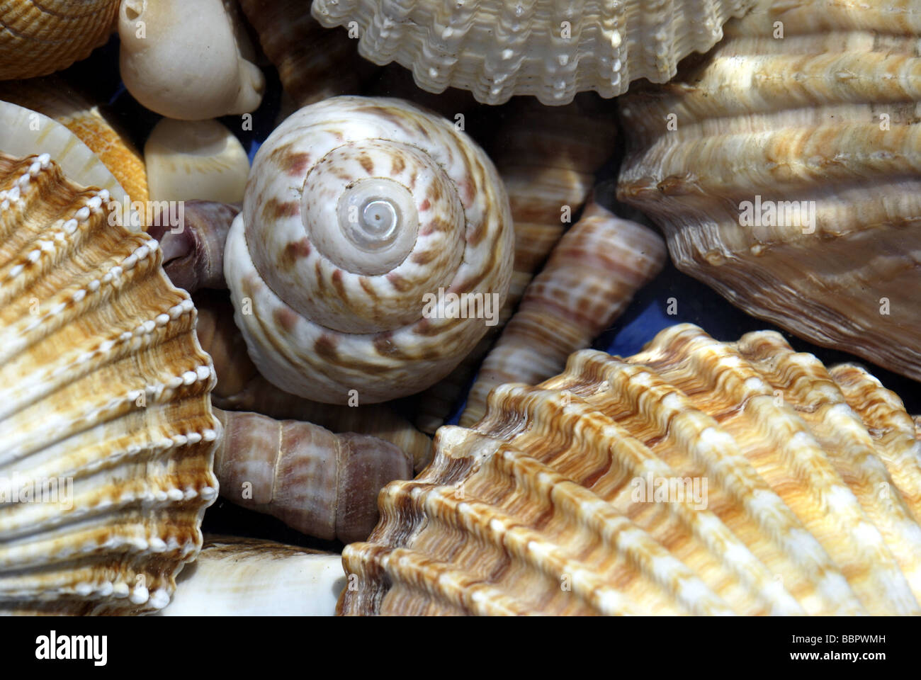 Underwater beach shells Stock Photo - Alamy
