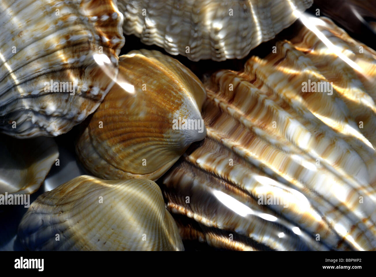 Underwater beach shells Stock Photo - Alamy