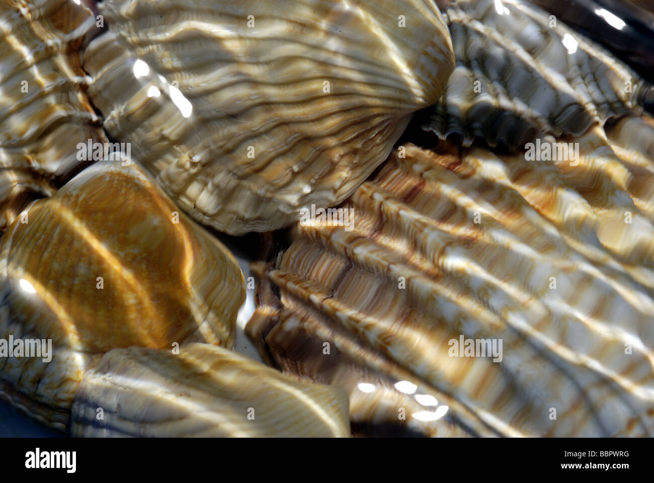 Underwater beach shells Stock Photo - Alamy