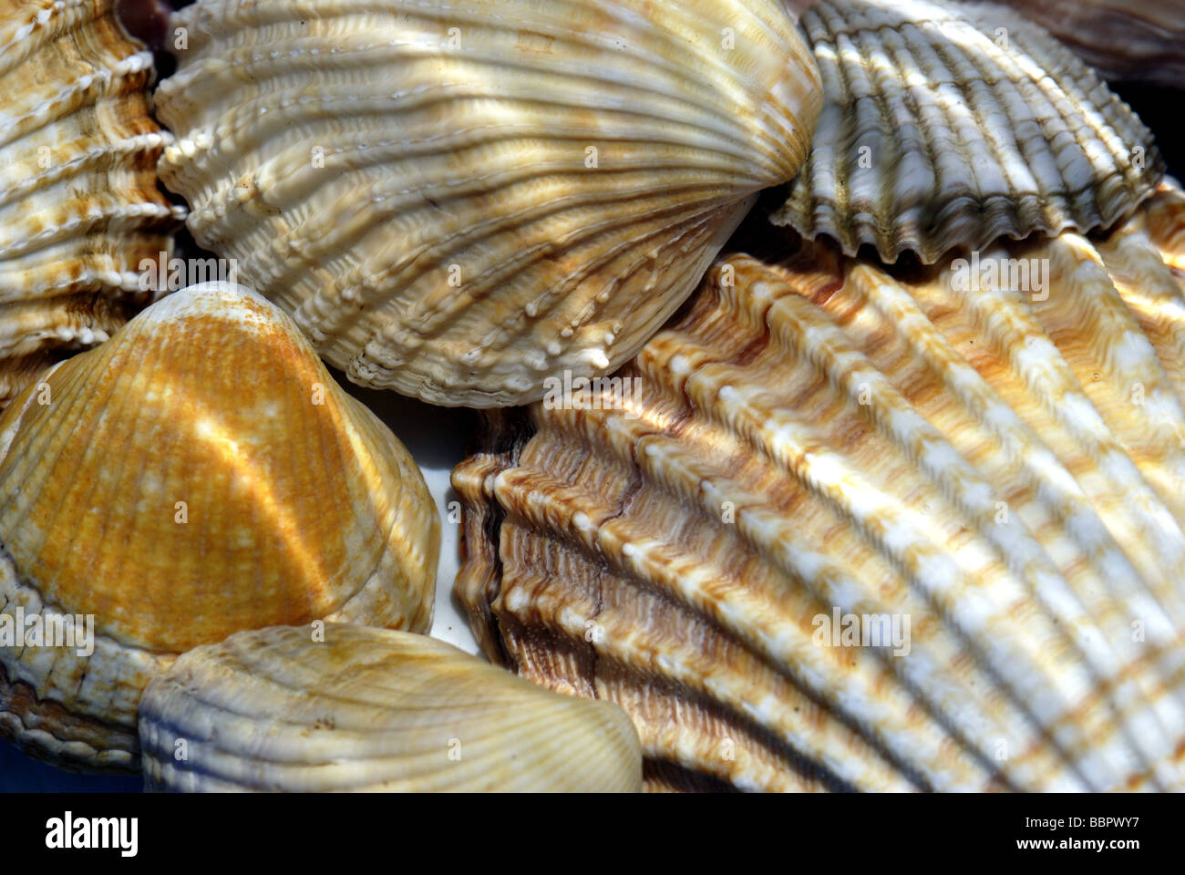 Underwater beach shells Stock Photo - Alamy