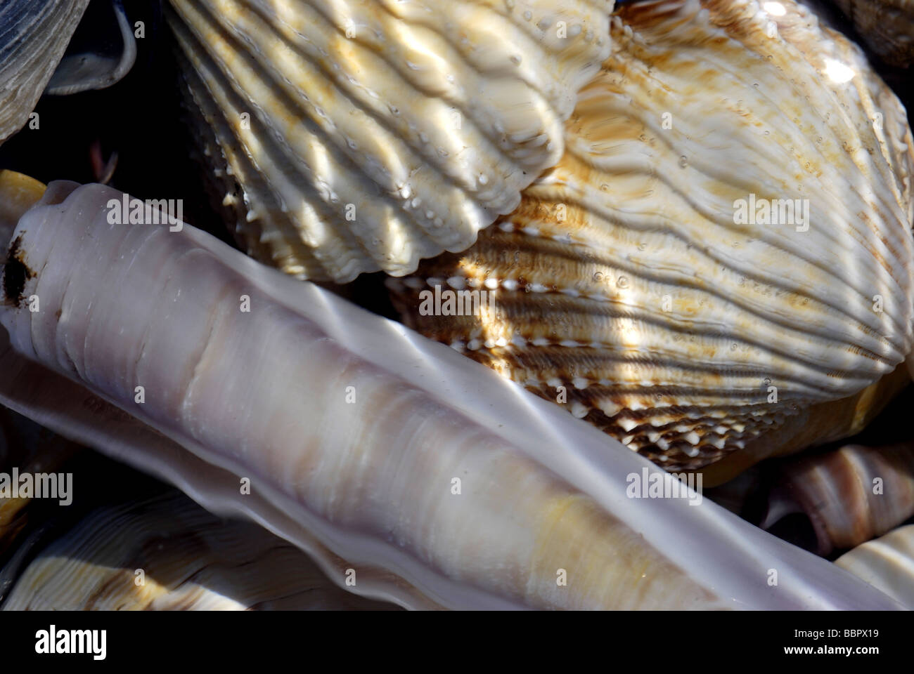 Underwater beach shells Stock Photo - Alamy
