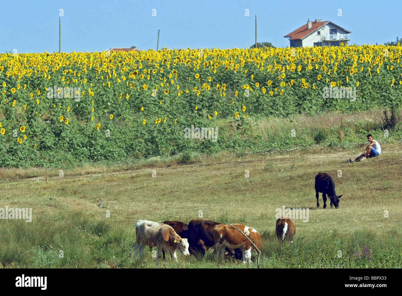 BULGARIAN FARMER WITH HIS HERD OF HOLSTEIN COWS, SUNFLOWER FIELDS IN ...