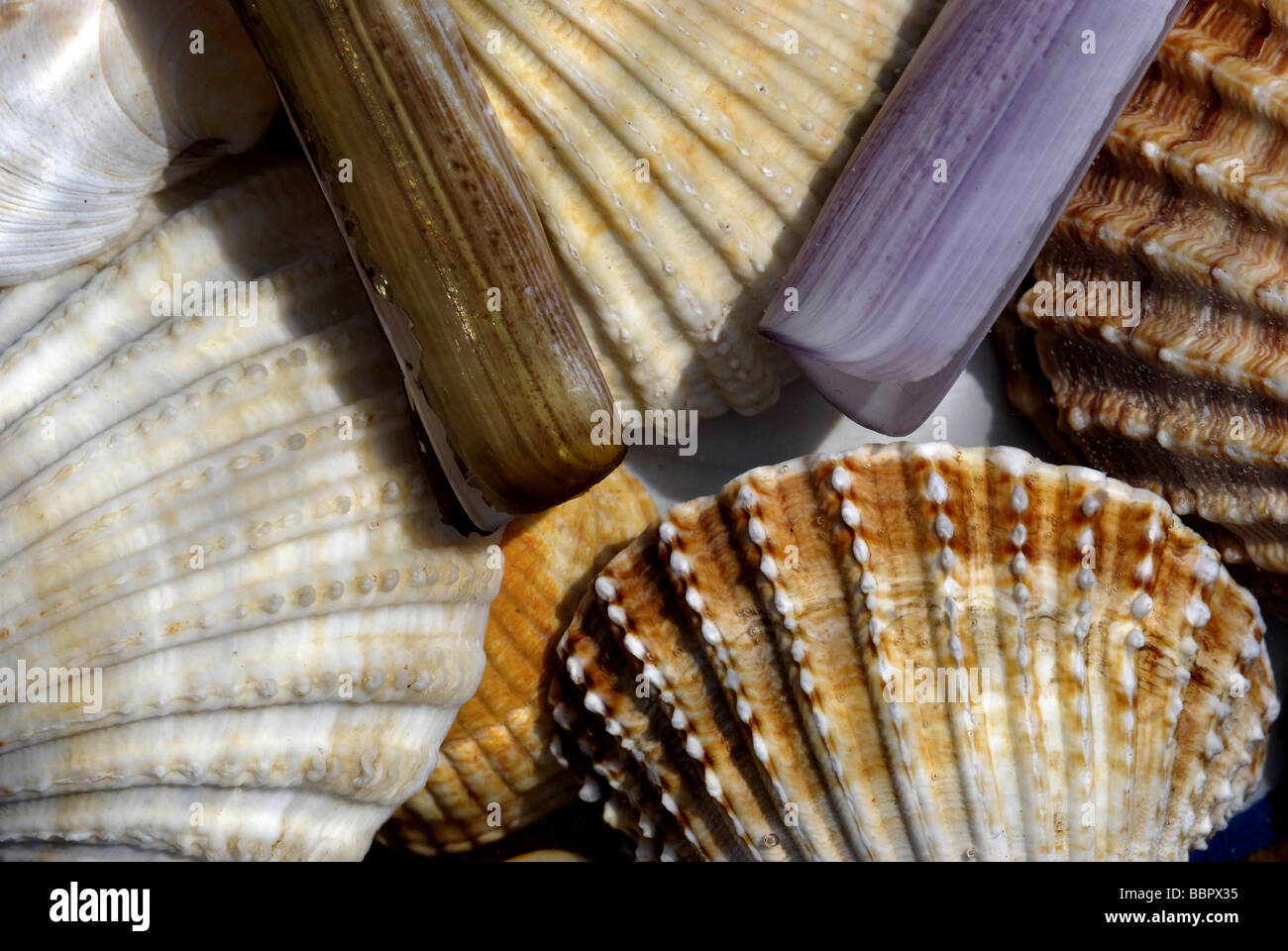 Underwater beach shells Stock Photo - Alamy