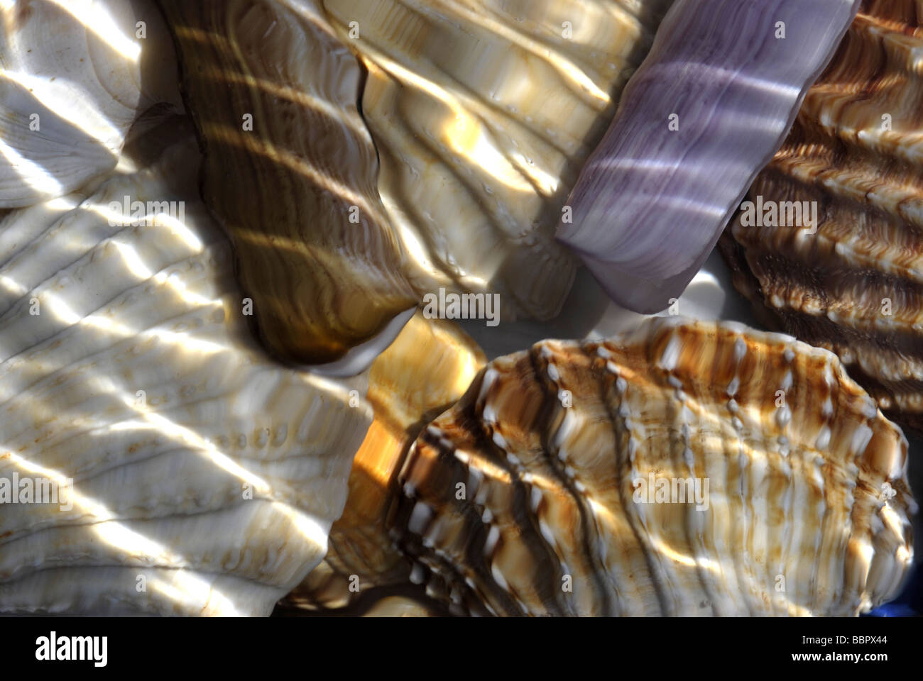 Underwater beach shells Stock Photo - Alamy