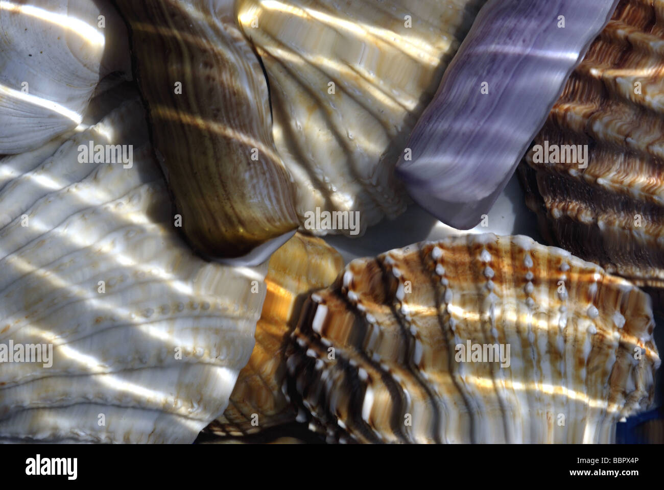 Underwater beach shells Stock Photo - Alamy
