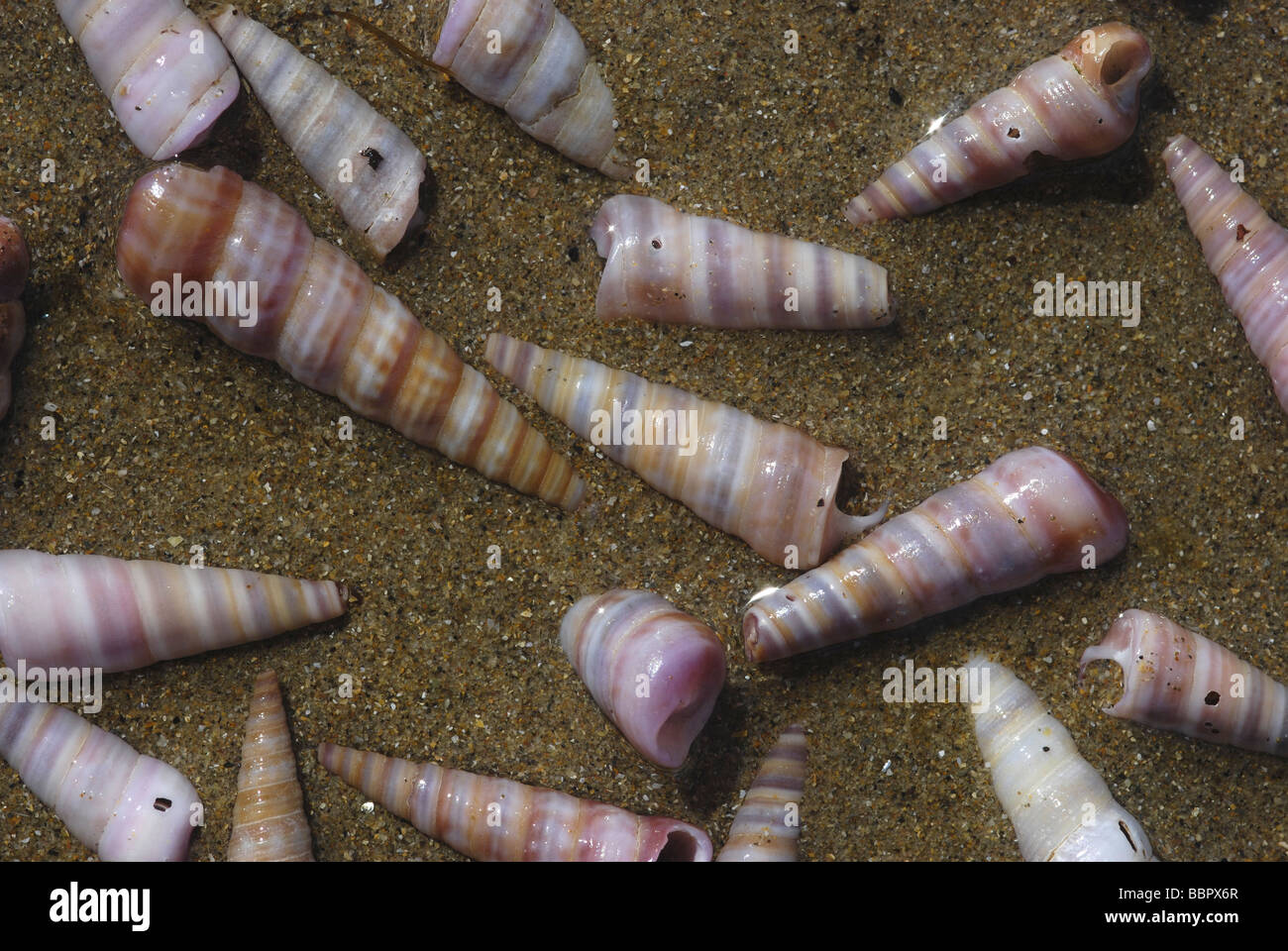 Common Tower Shell Stock Photo - Alamy
