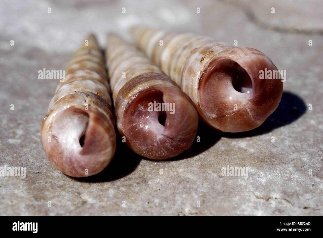 Common Tower Shell Stock Photo - Alamy