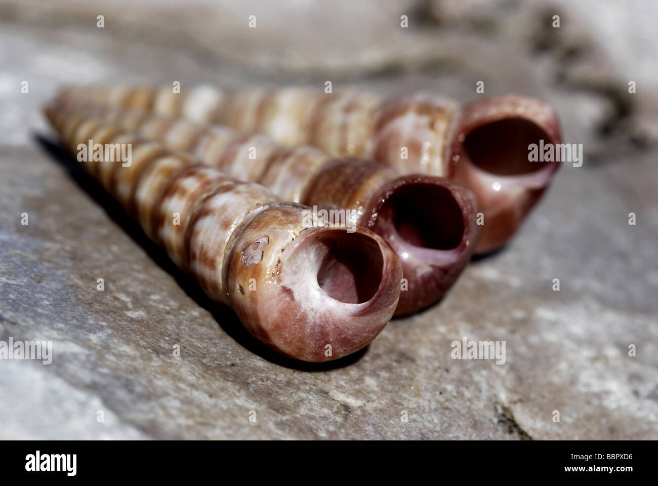 Common Tower Shell Stock Photo - Alamy