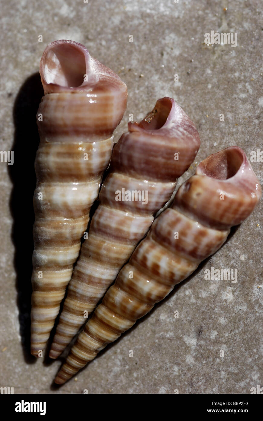Common screw shell hi-res stock photography and images - Alamy