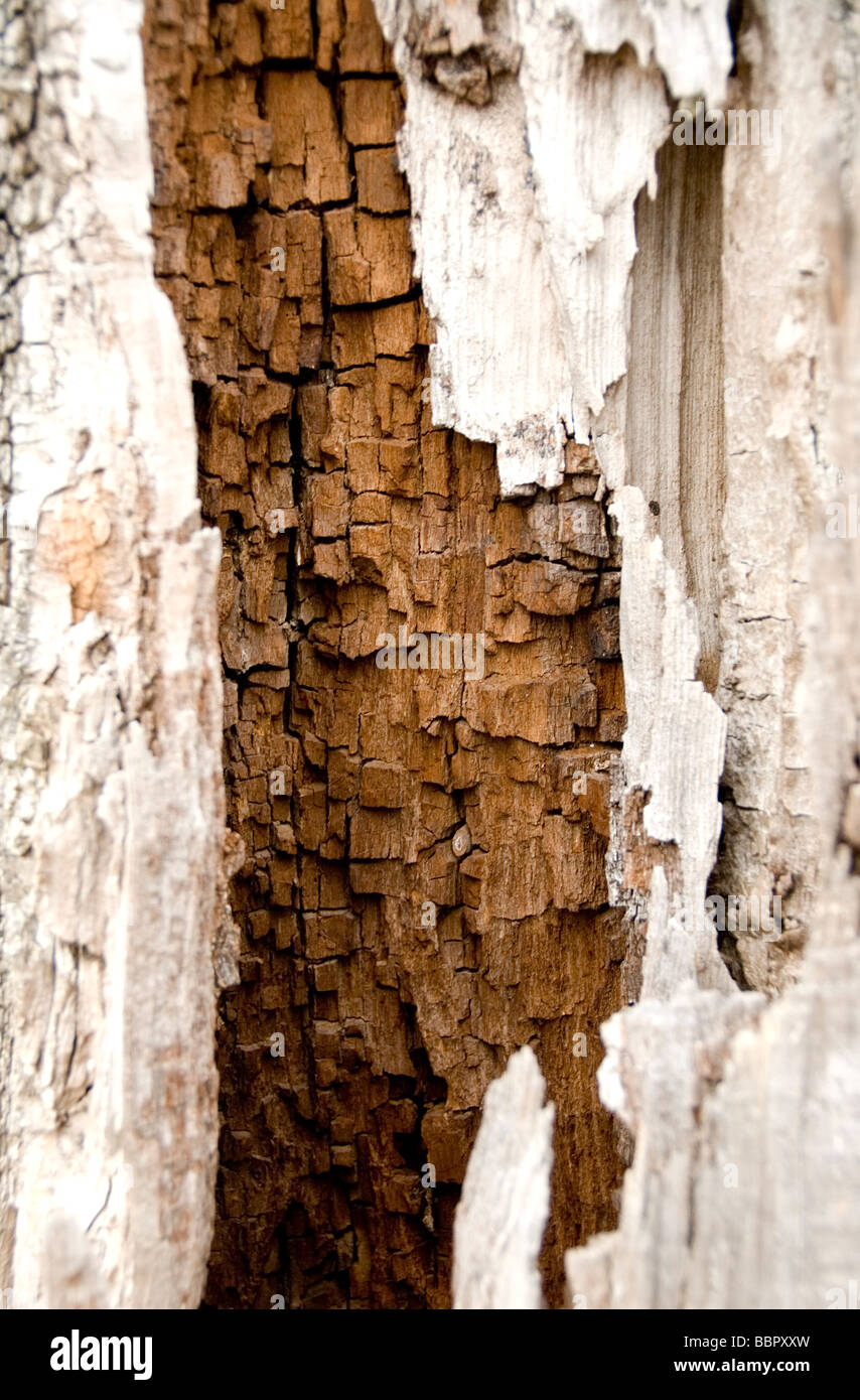 Wood rot on a tree stump outdoors Stock Photo - Alamy